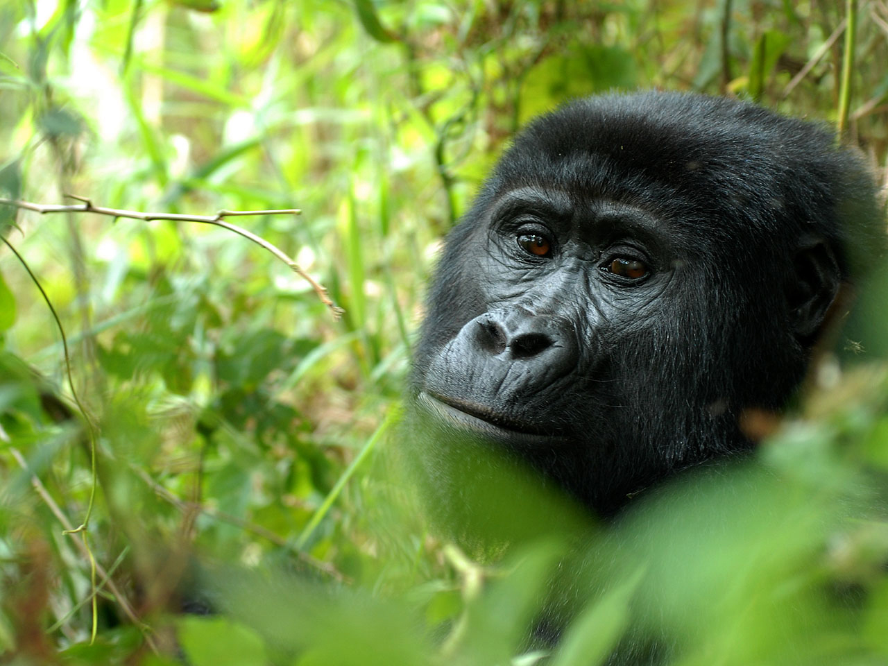 PENETRATE THE IMPENETRABLE – Mystery Gorilla Safari